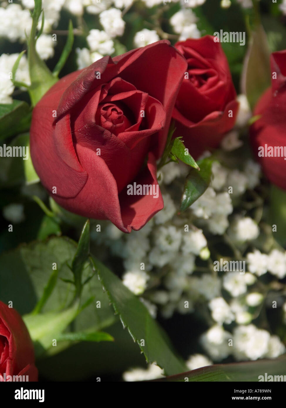 The separate rose hi-res stock photography and images - Alamy