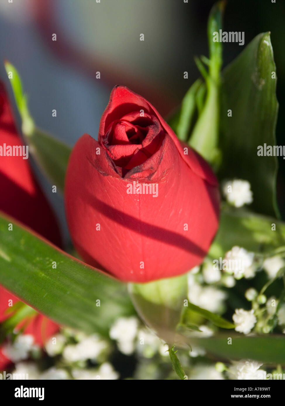red rose rosebud Stock Photo - Alamy