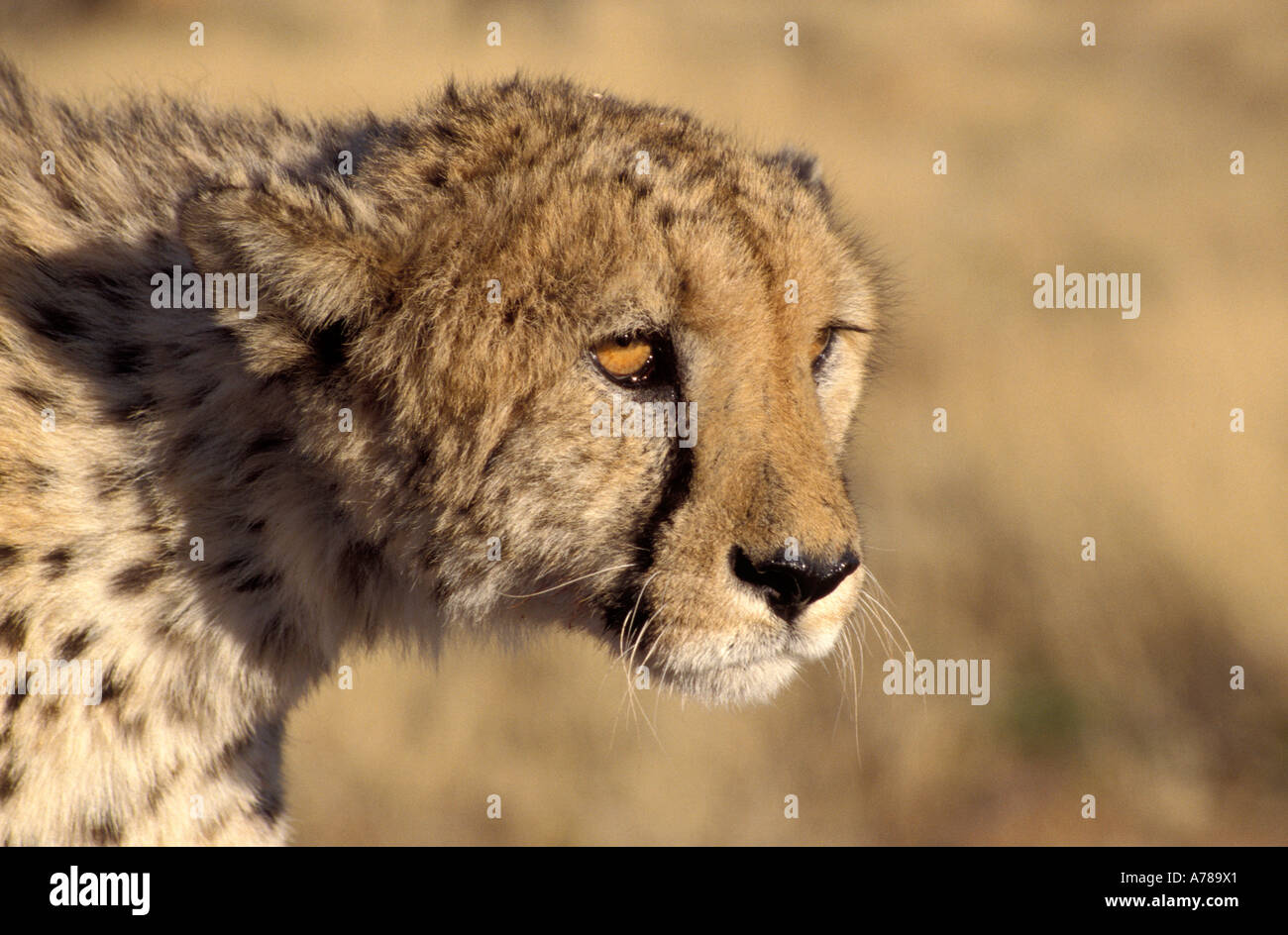Cheetah Profile- Nmaibia Stock Photo - Alamy