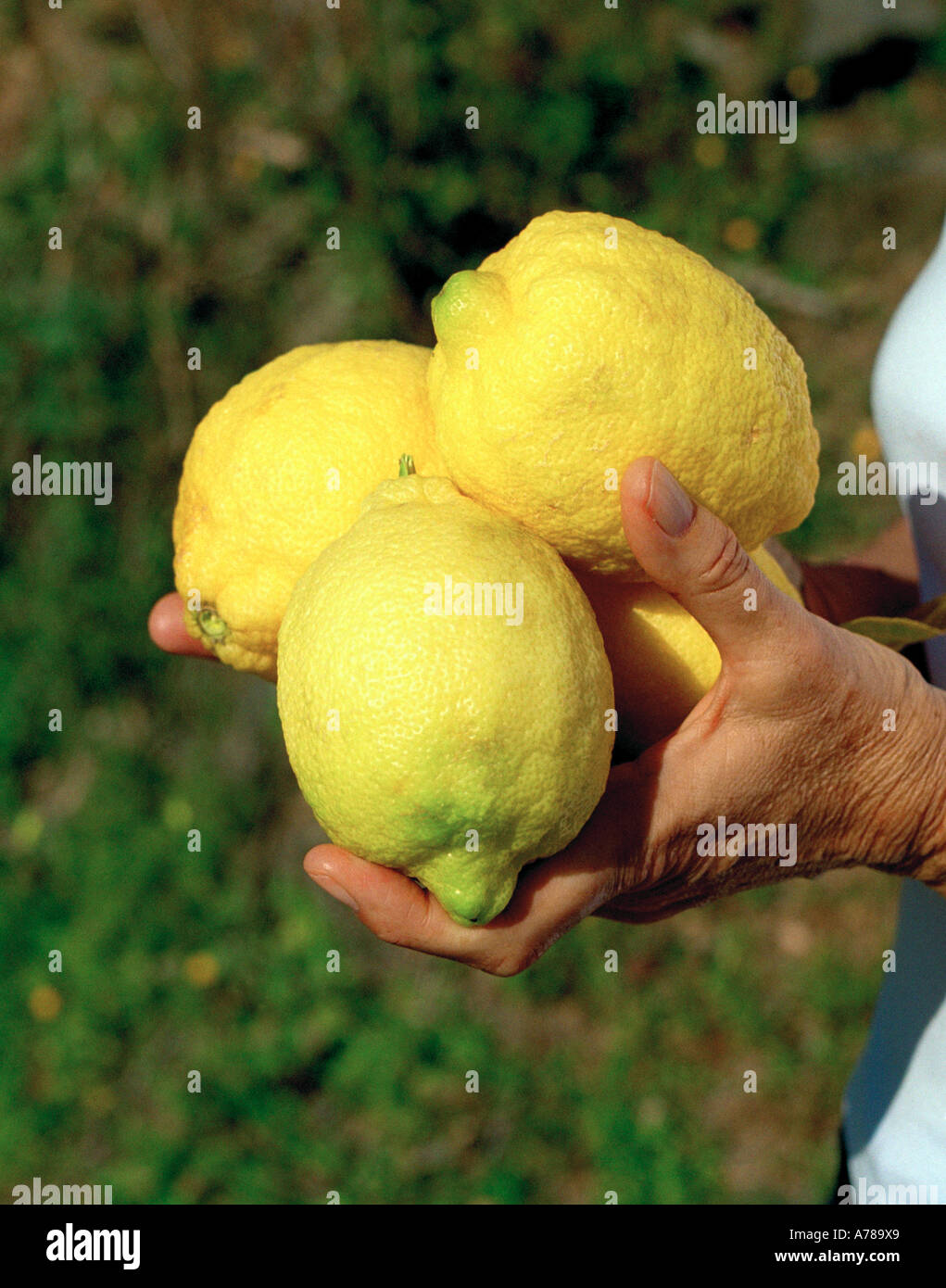 lemons fresh off the tree, Andalusia Spain Stock Photo - Alamy
