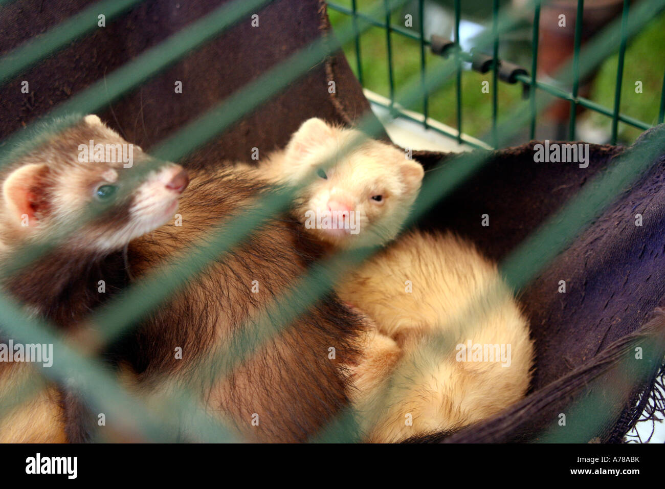caged awake ferrets on show at the RHS autumn flower show at 3 counties ...