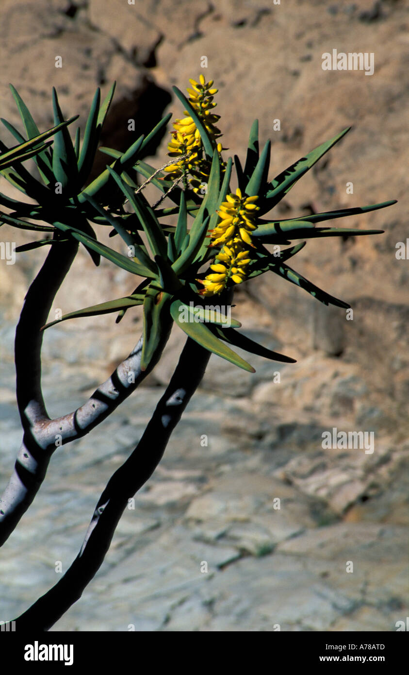 Quiver Tree Flowers-Namibia Stock Photo - Alamy