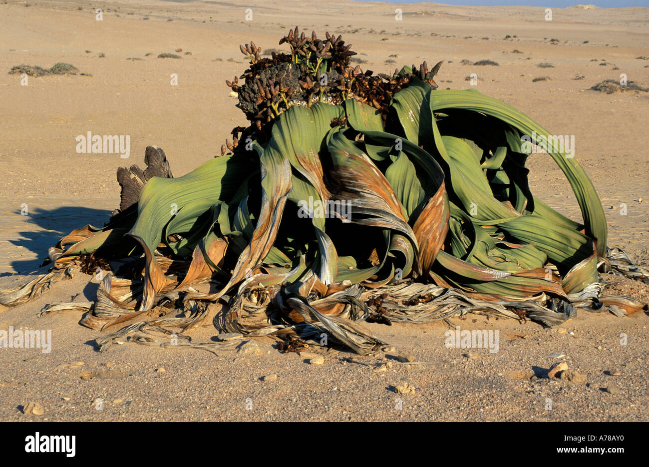Welwitschia Mirabilis Plant- Namibia Stock Photo - Alamy