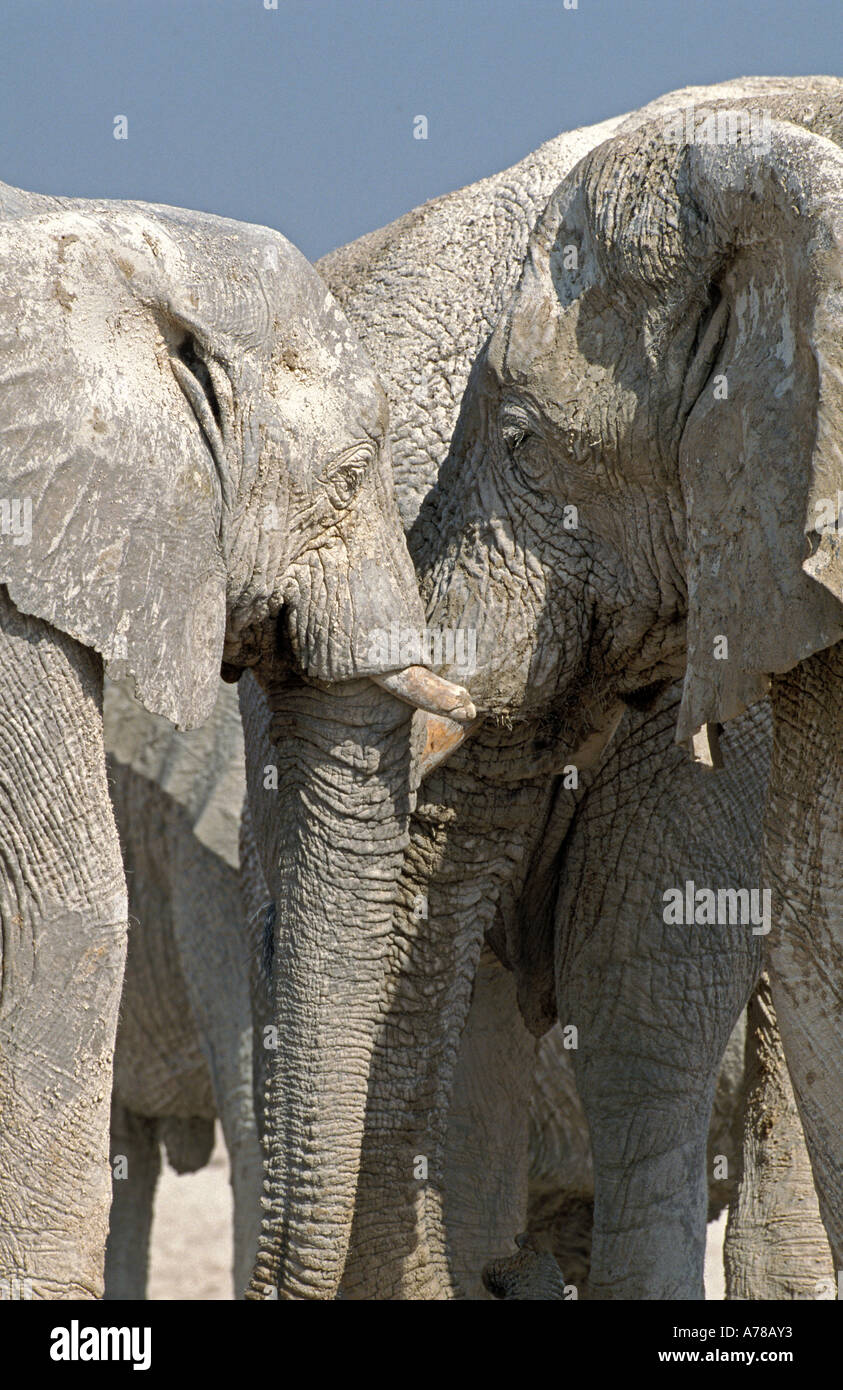 White elephants hi-res stock photography and images - Alamy