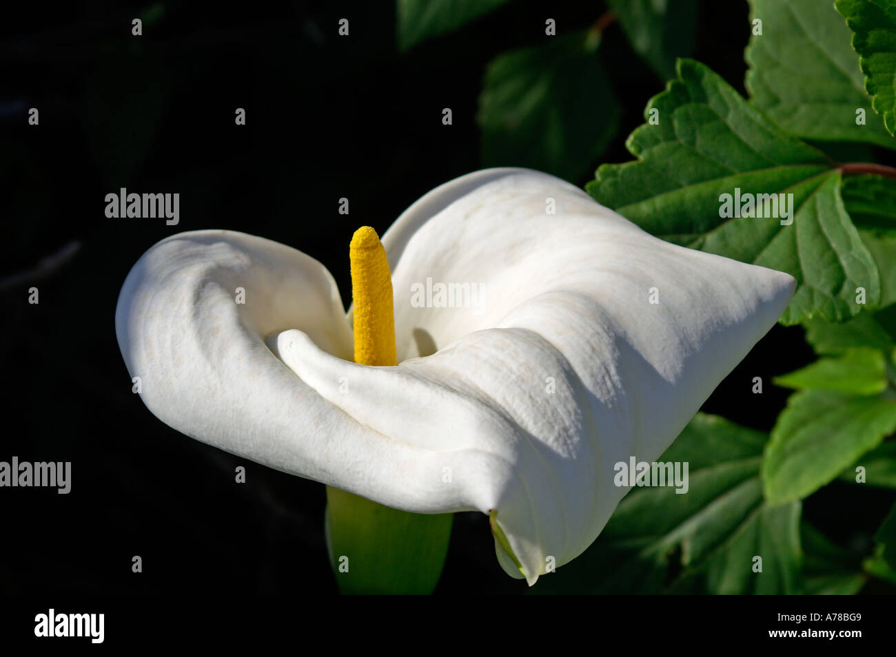 Calla hi-res stock photography and images - Alamy