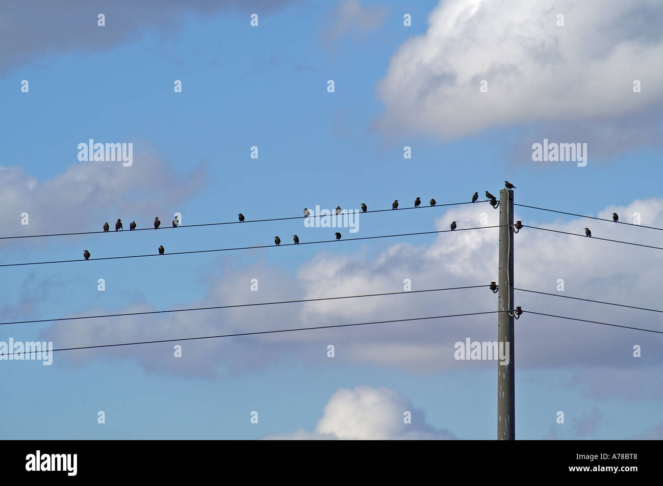 birds on power lines Stock Photo - Alamy