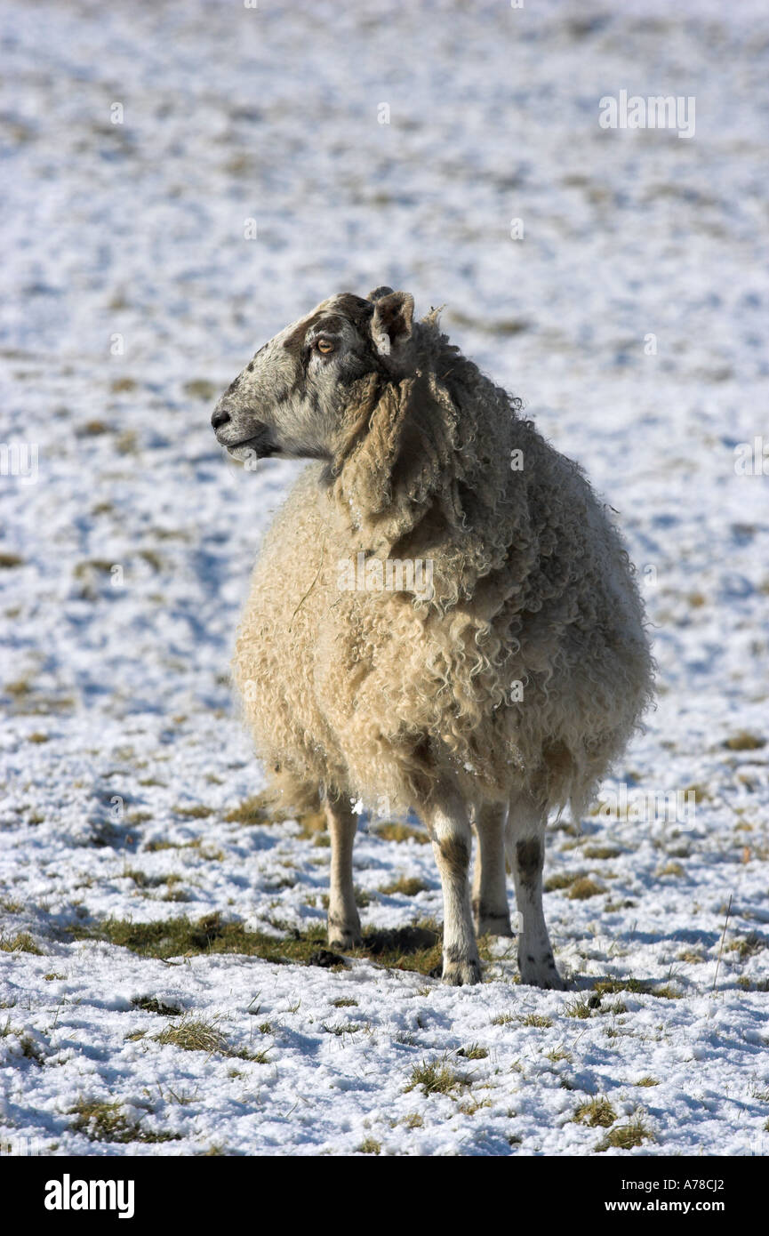 Sheep stood in snow hi-res stock photography and images - Alamy