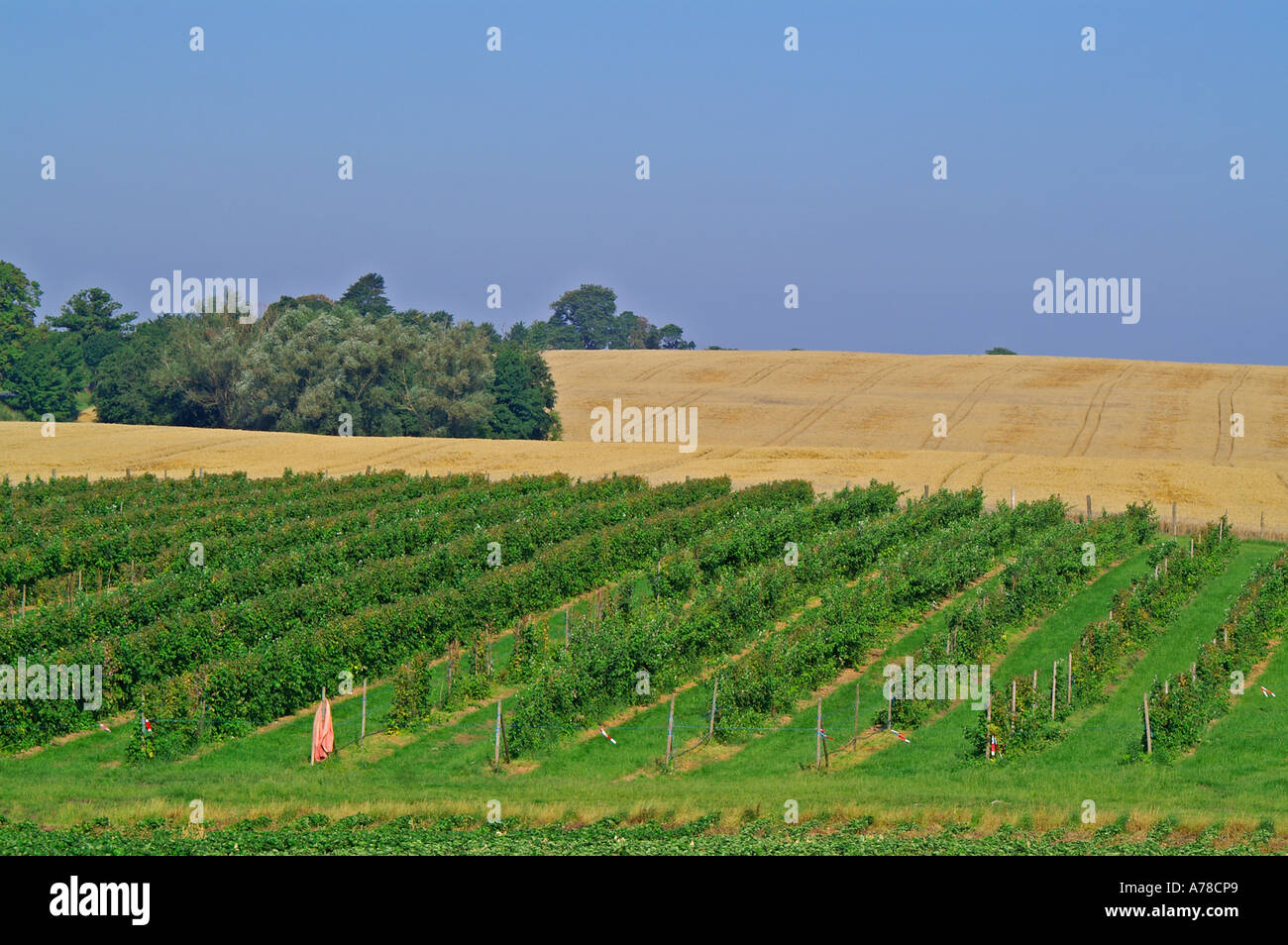 Plantage with fruits Obstplantage Landschaft MV Stock Photo - Alamy