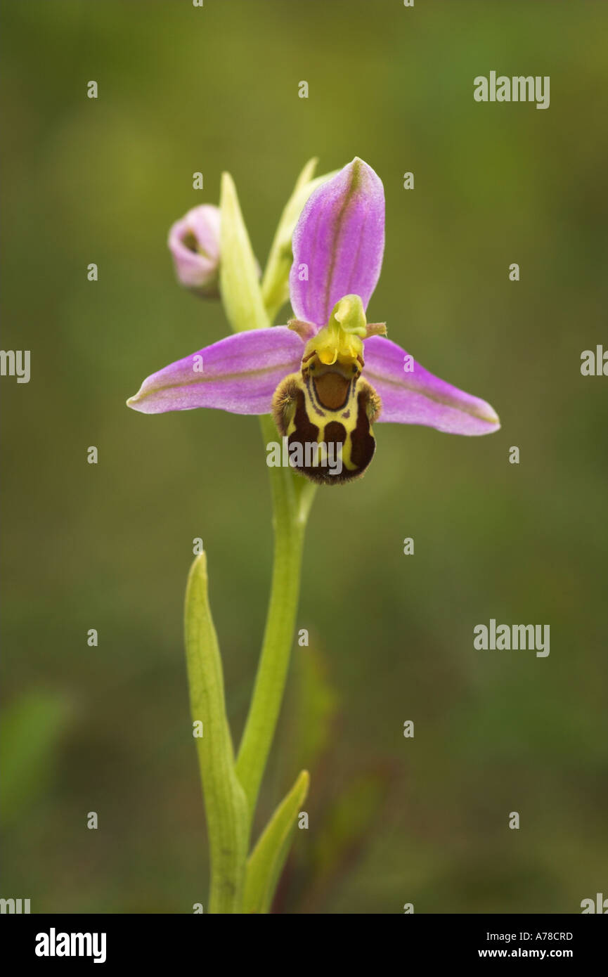 Bee Orchid Ophrys apifera Stock Photo - Alamy