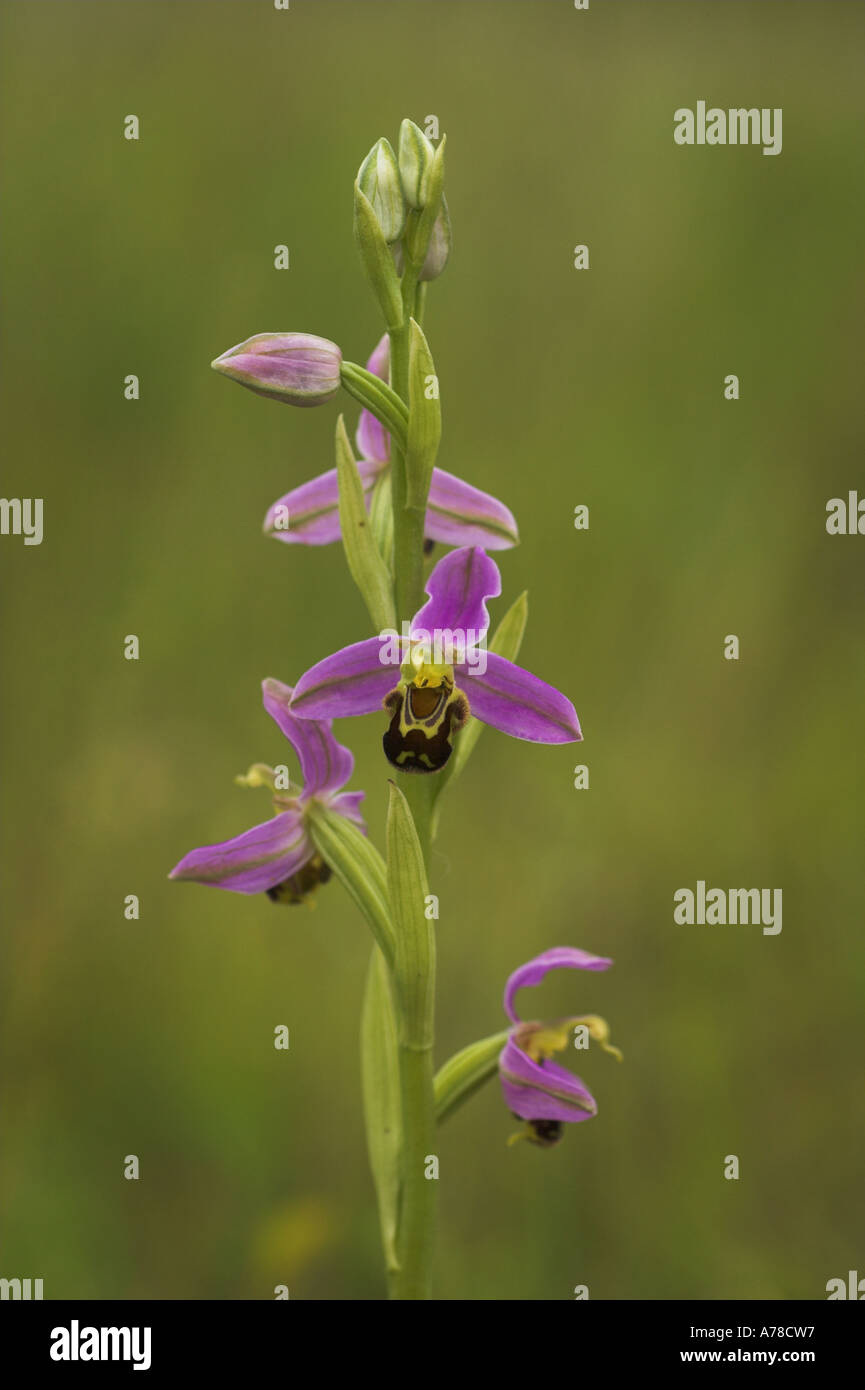 Bee Orchid Ophrys apifera Stock Photo - Alamy