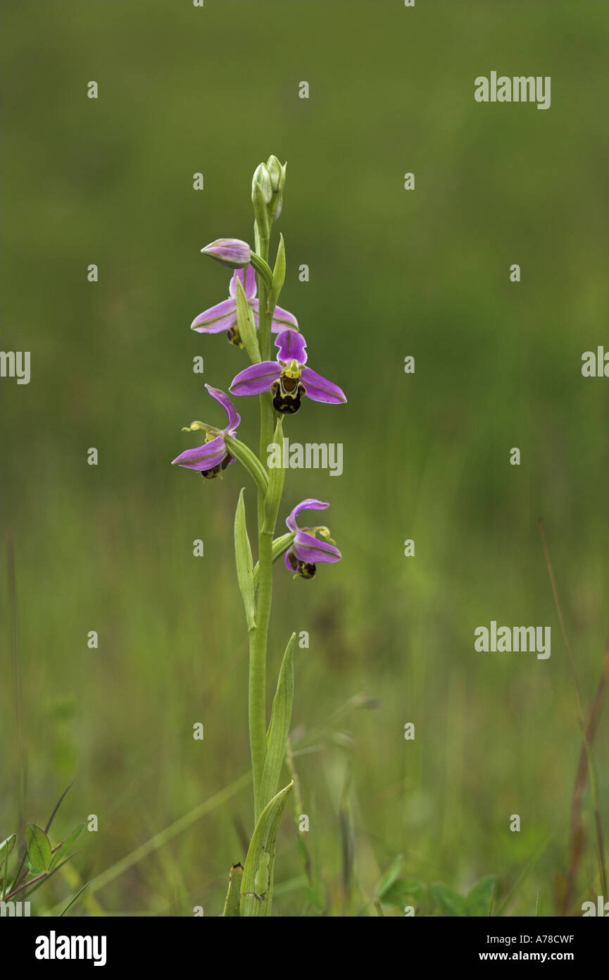 Bee Orchid Ophrys apifera Stock Photo - Alamy