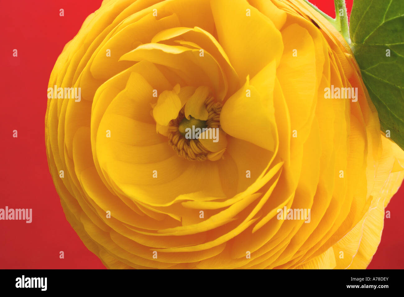 Ranunculus accolade hi-res stock photography and images - Alamy
