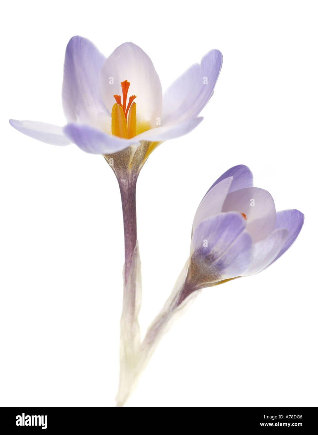 Pearl flowers hi-res stock photography and images - Alamy