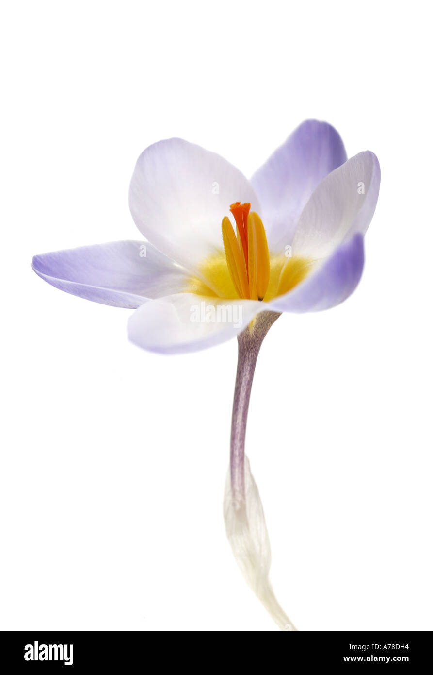 Crocus Blue Pearl Flower Stock Photo - Alamy