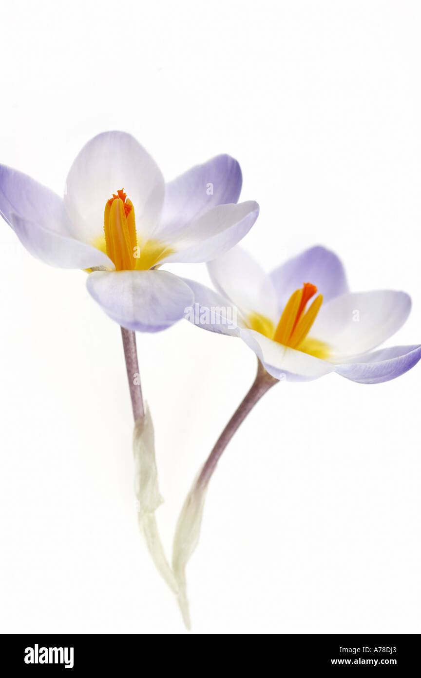 Pearl flowers hi-res stock photography and images - Alamy