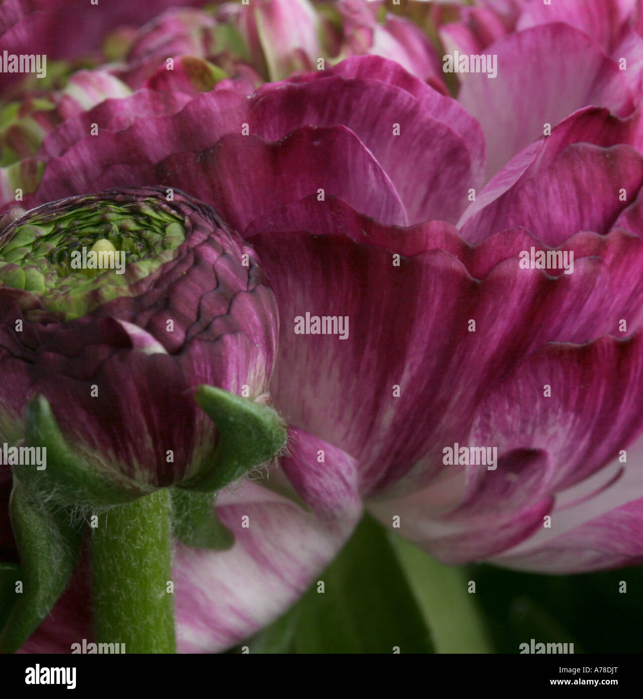 Ranunculus bloom and bud Stock Photo - Alamy