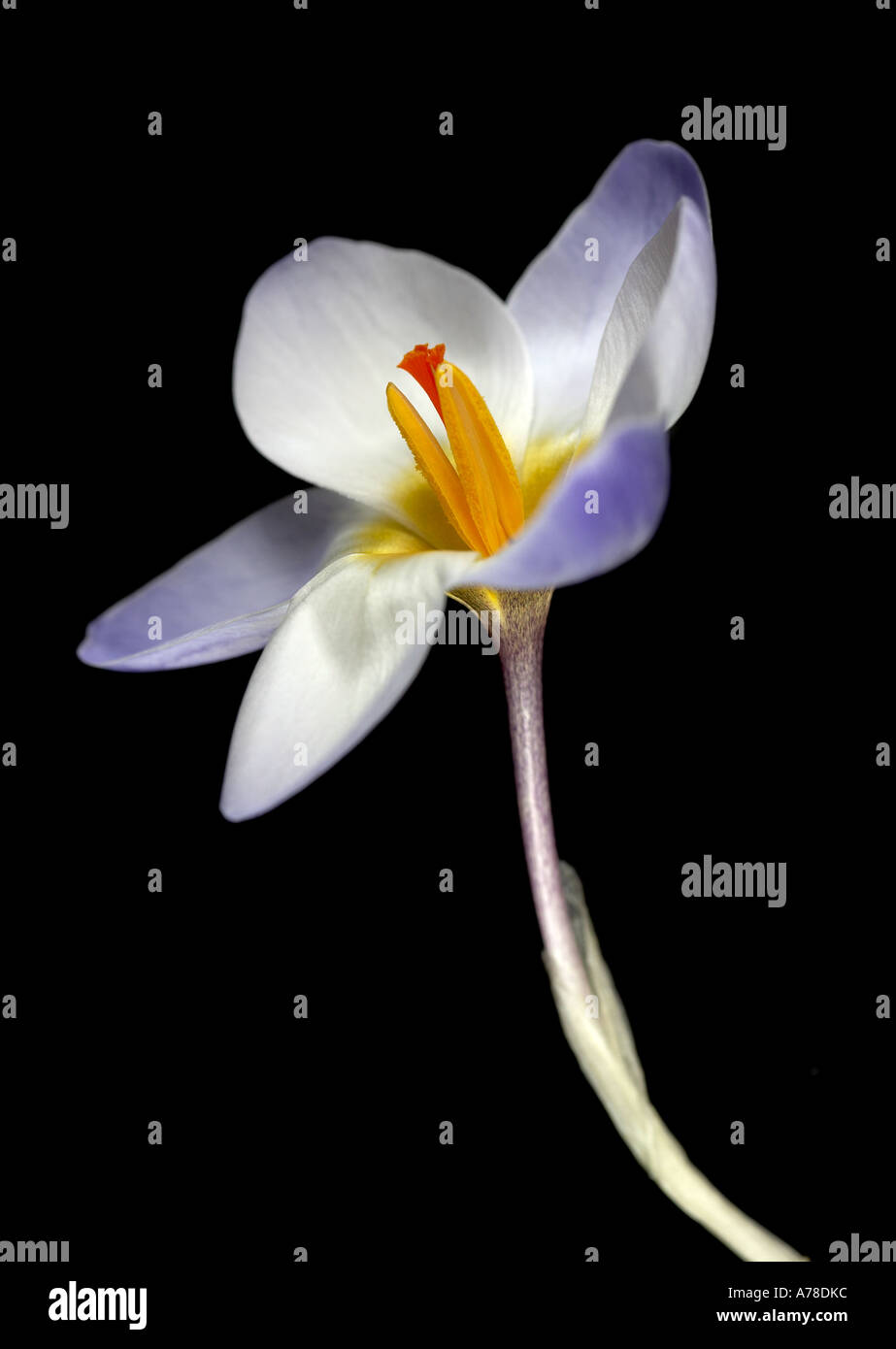 Crocus Blue Pearl Flower Stock Photo - Alamy