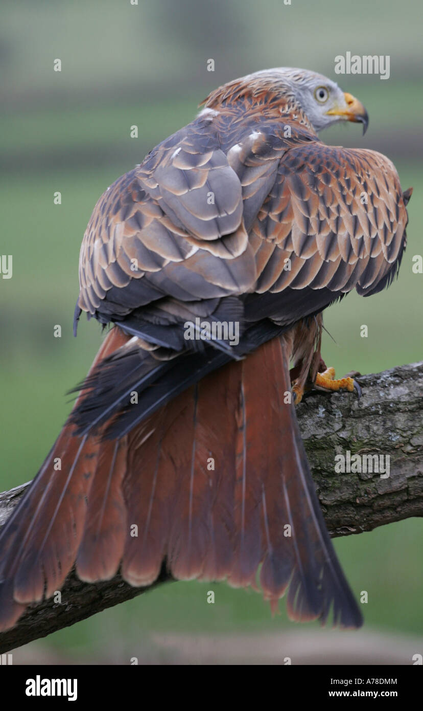 Back view kestrel hi-res stock photography and images - Alamy