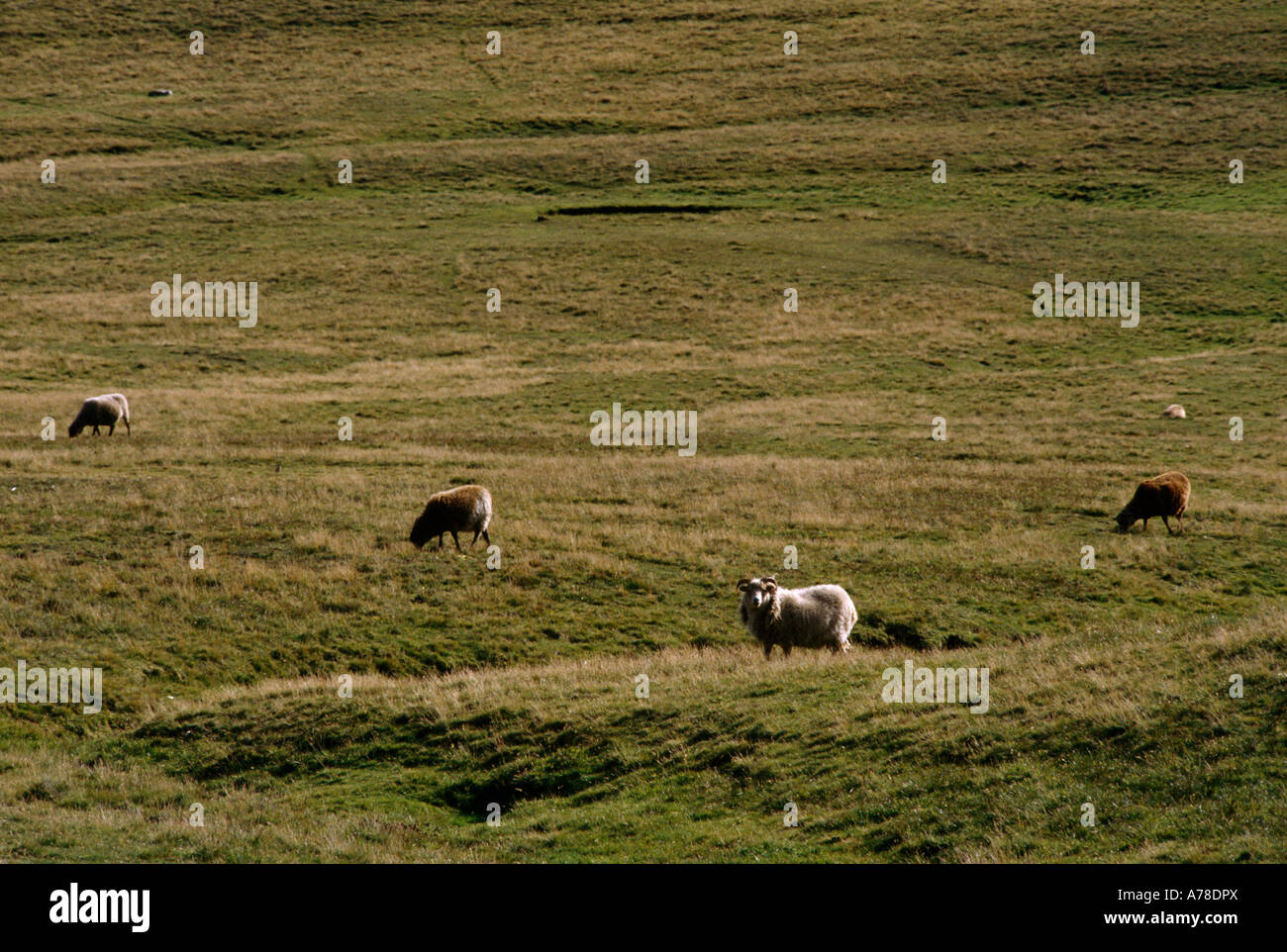 Foula Shetlands Scotland Landscape The Dal Stock Photo - Alamy