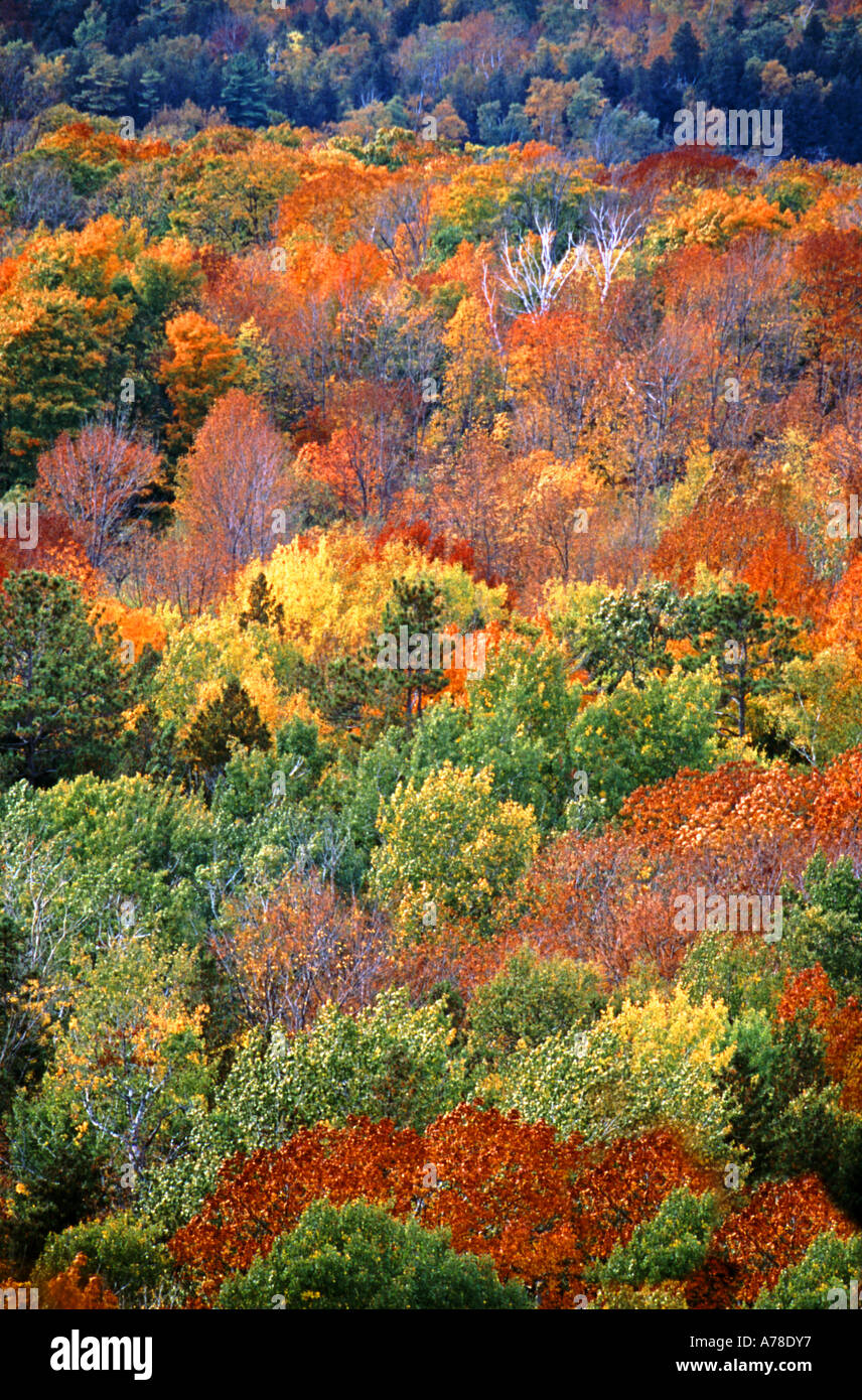 Abstract Fall Foliage Stock Photo - Alamy