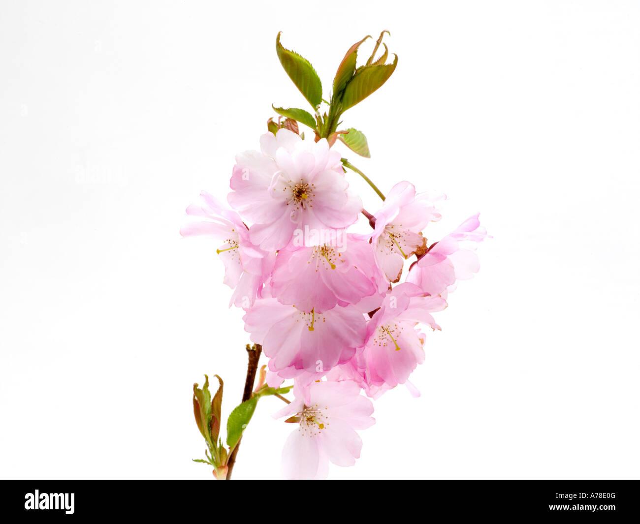 Cherry Blossom Cut Out Stock Photo - Alamy