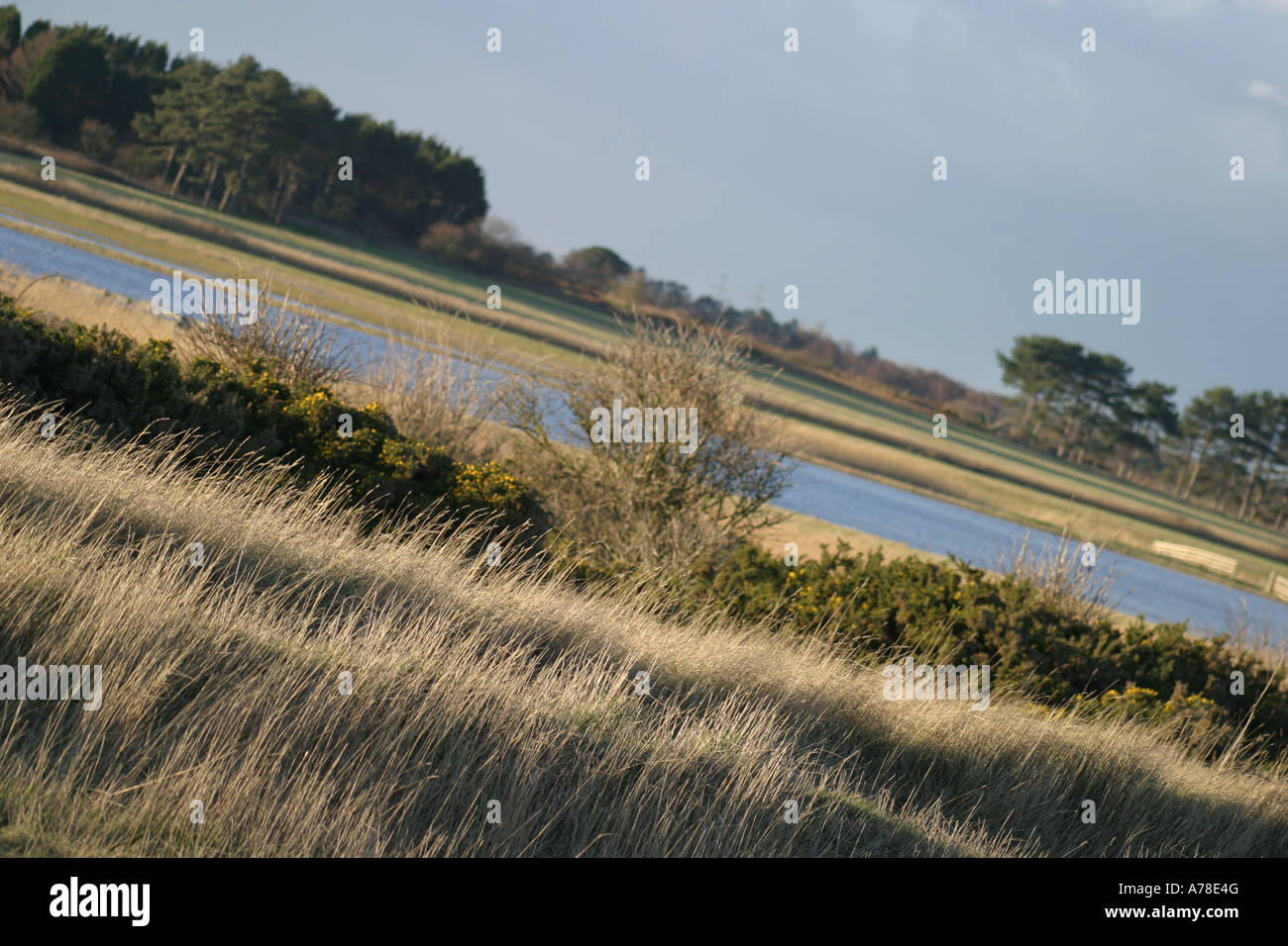 Wild grass in field viewed at an angle Stock Photo - Alamy