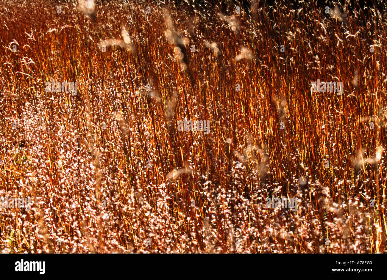 Tall grass prairie ecosystem hi-res stock photography and images - Alamy