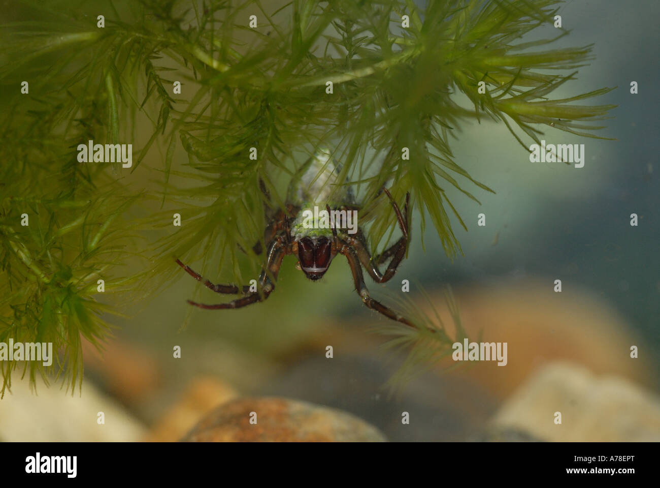 Diving bell spider hi-res stock photography and images - Alamy