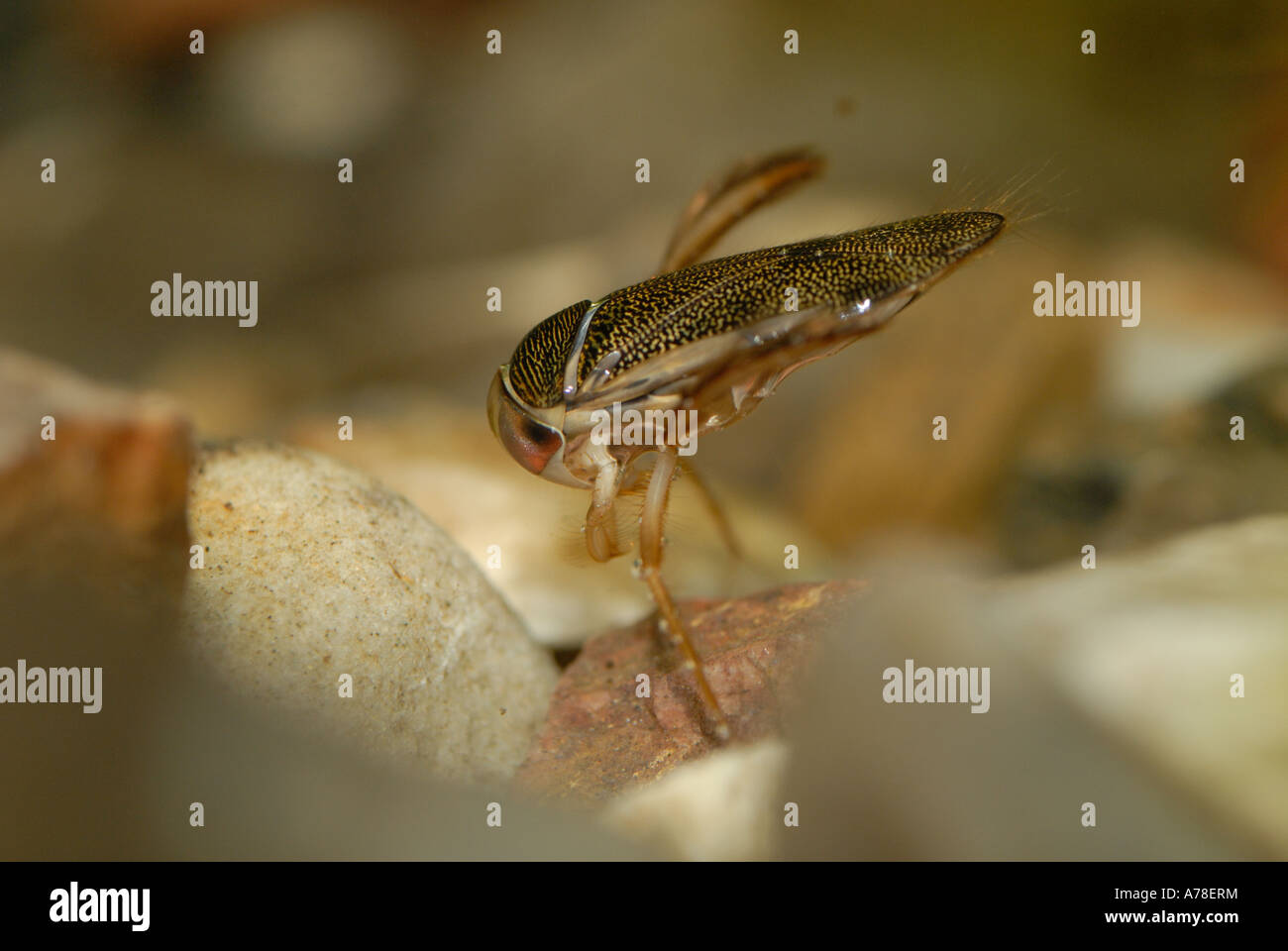 Boatsman hi-res stock photography and images - Alamy