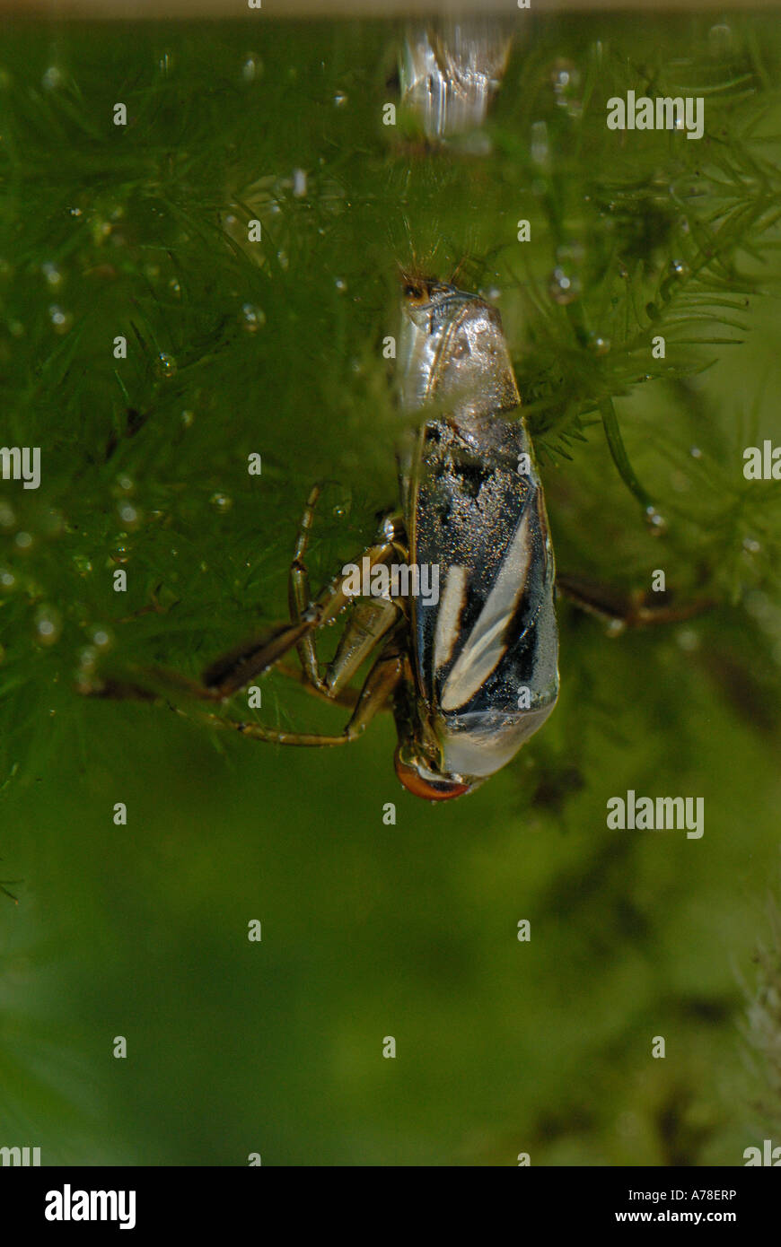 Nepomorpha Stock Photos & Nepomorpha Stock Images - Alamy