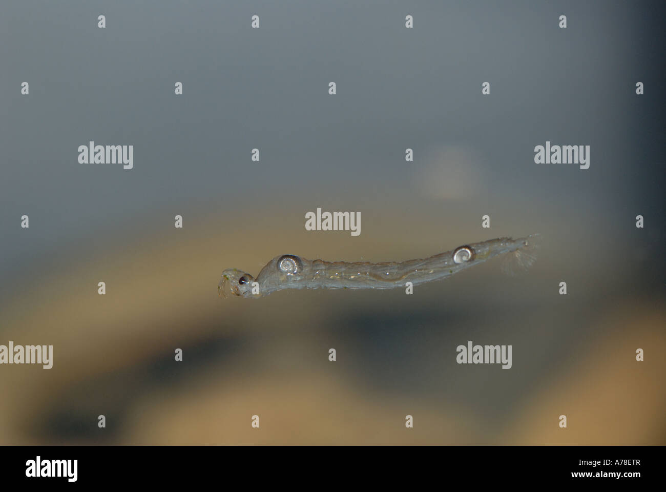 Phantom Midge (Chaoborus sp) larva Stock Photo - Alamy