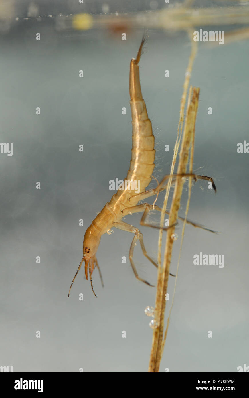 Aquatic beetle larva Stock Photo - Alamy