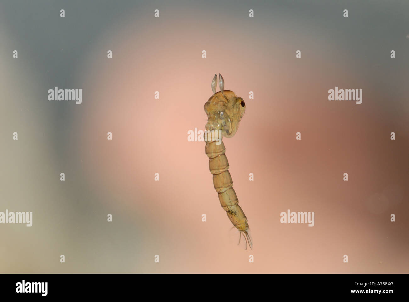 Nematocera High Resolution Stock Photography and Images - Alamy