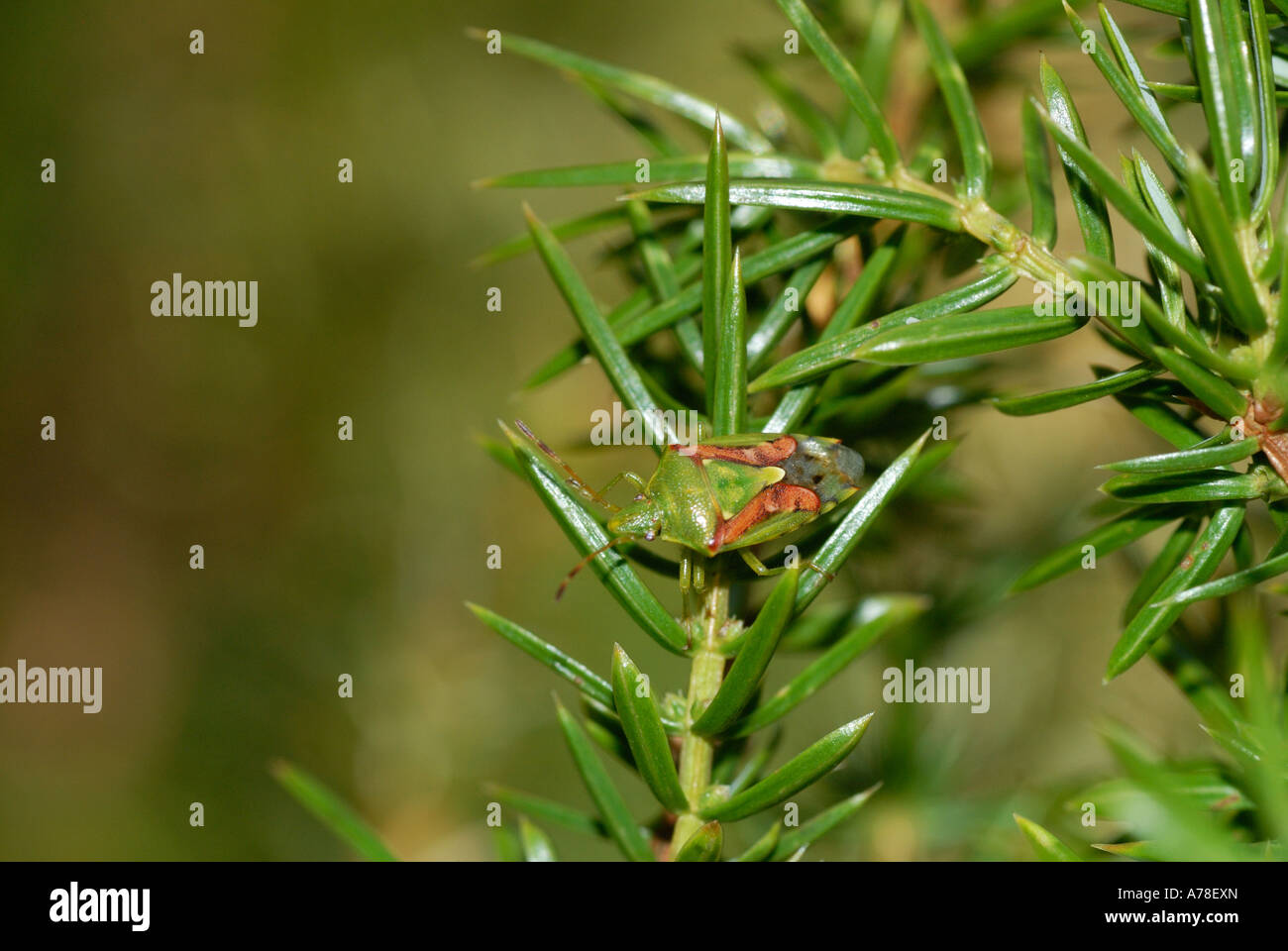 Cyphostethus tristriatus hi-res stock photography and images - Alamy