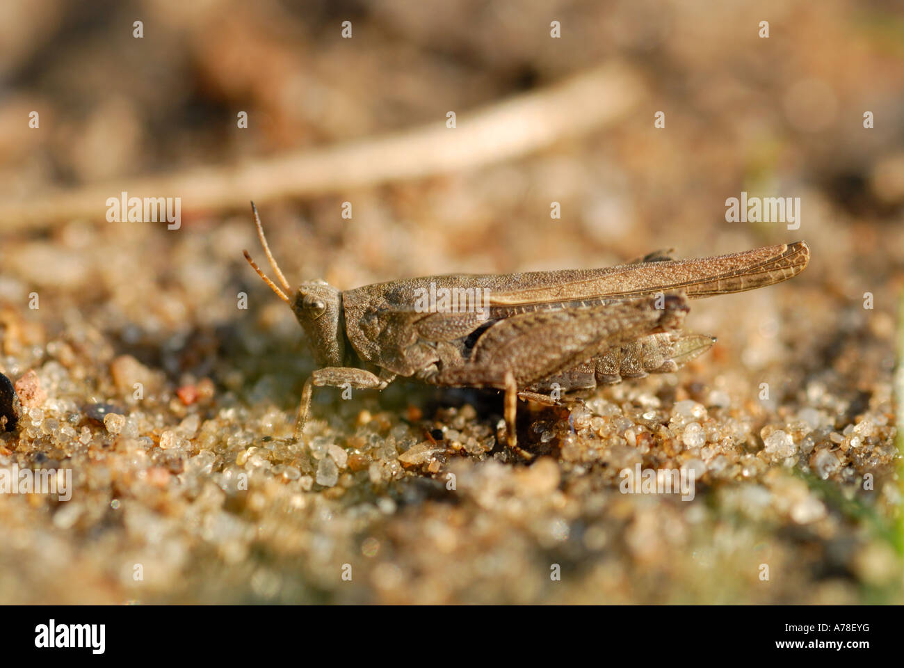 slender Groundhopper (Tetrix subulata Stock Photo - Alamy