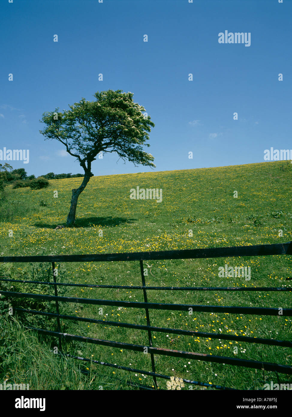 English countryside single tree hi-res stock photography and images - Alamy