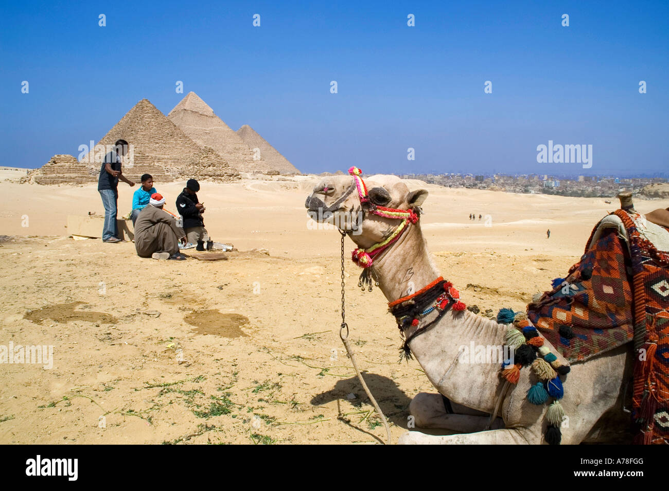 View of the three pyramids with camel and drovers at Giza Cairo Egypt ...