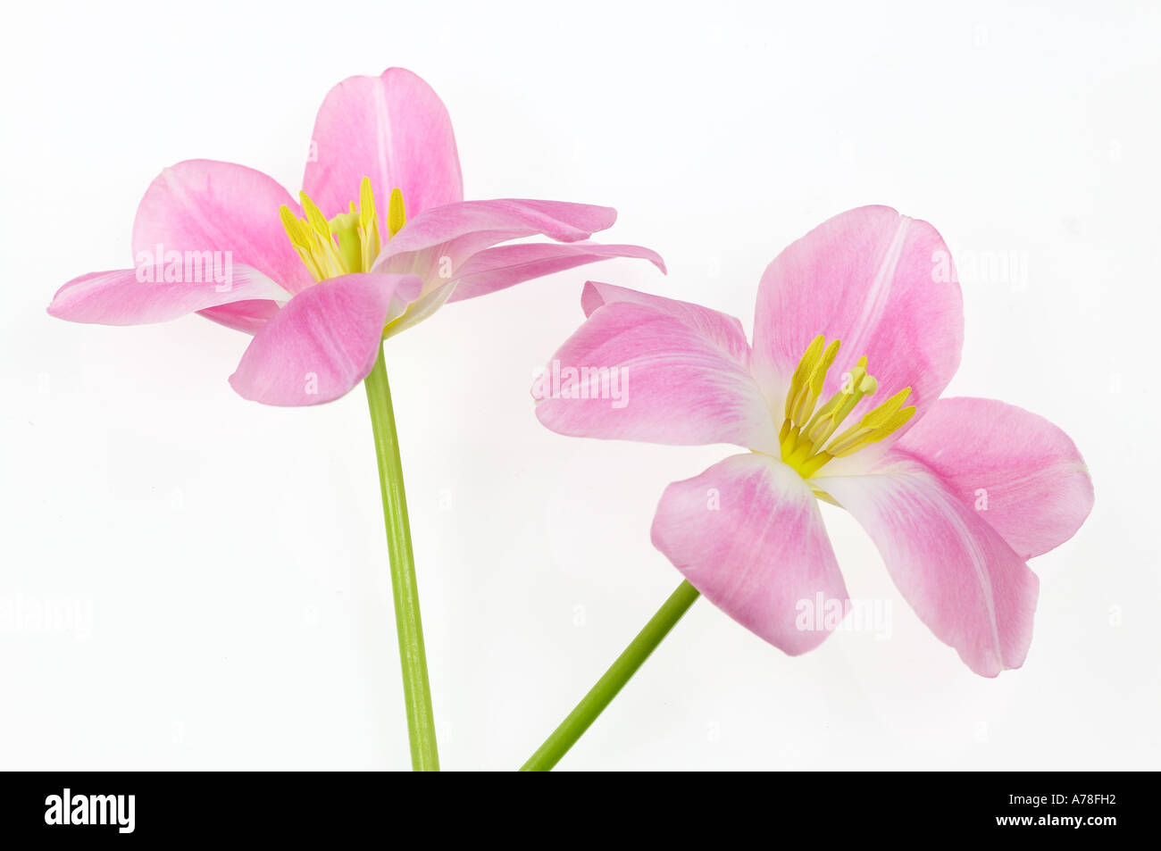 Two cut pink tulips hi-res stock photography and images - Alamy