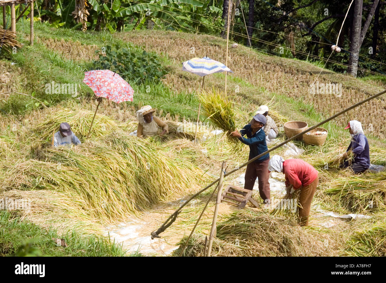 Threshing paddy hi-res stock photography and images - Alamy