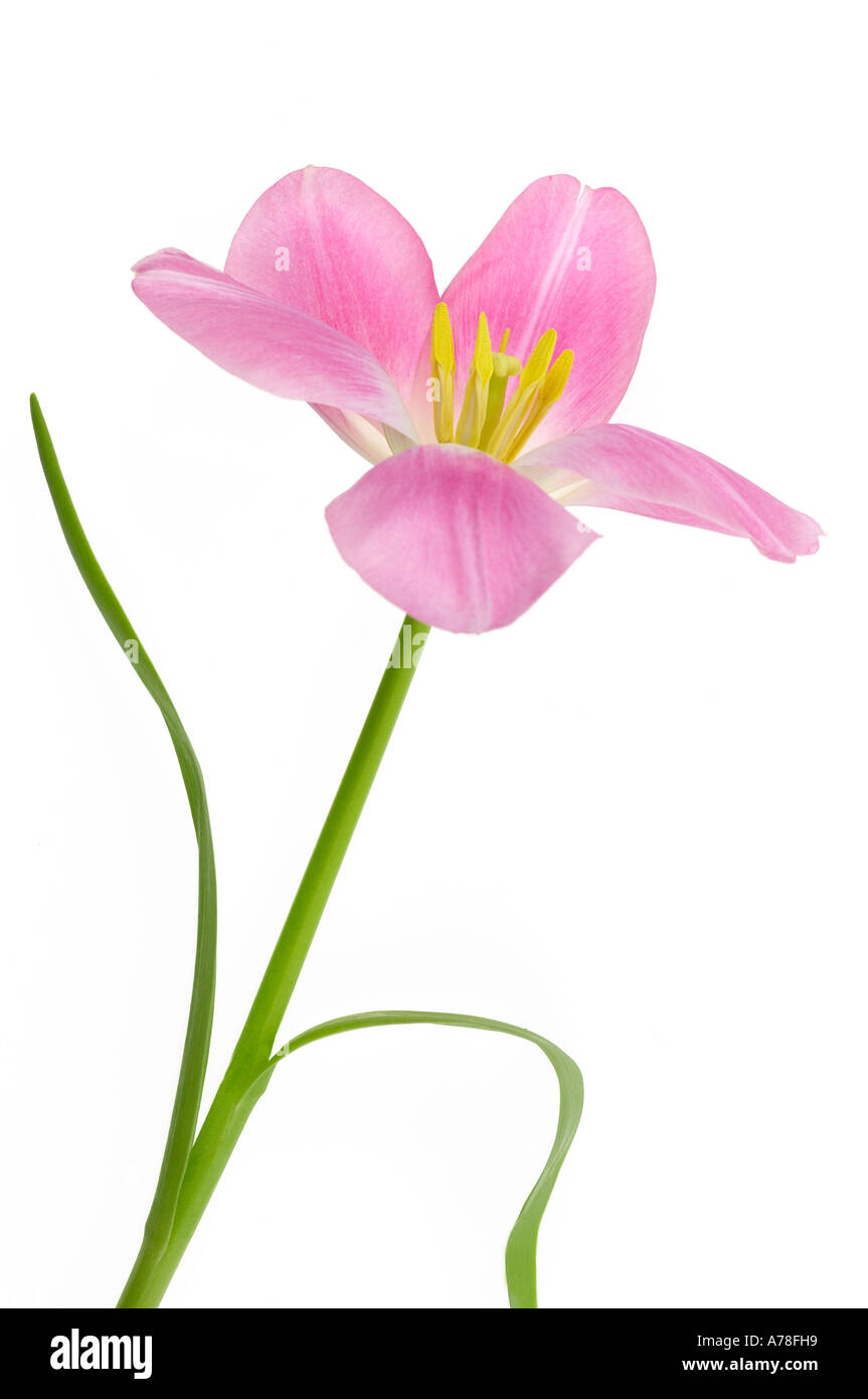 Single Pink Tulip Flower Stock Photo - Alamy