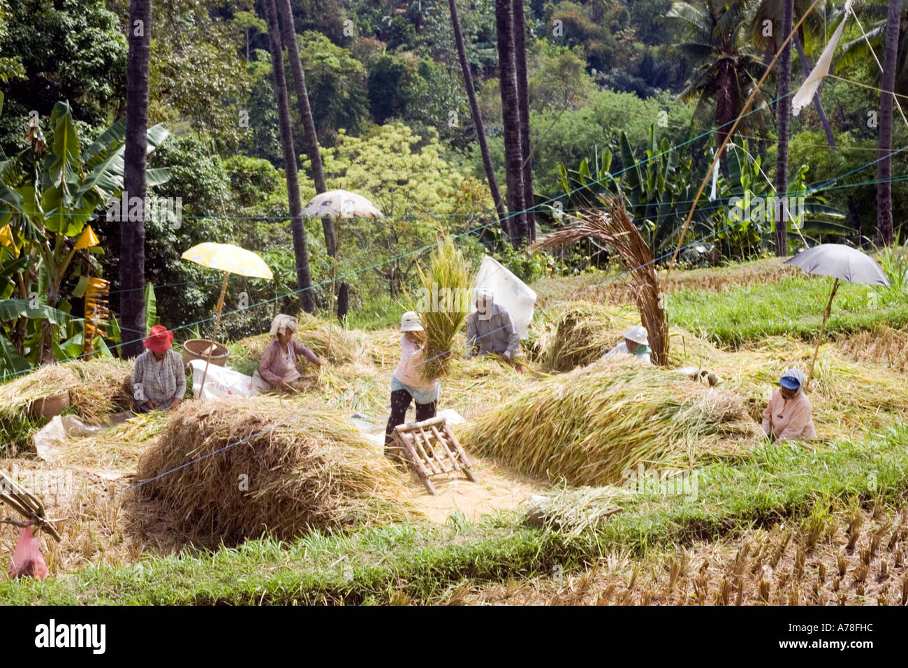 Balinese threshing rice Bali Indonesia Stock Photo - Alamy
