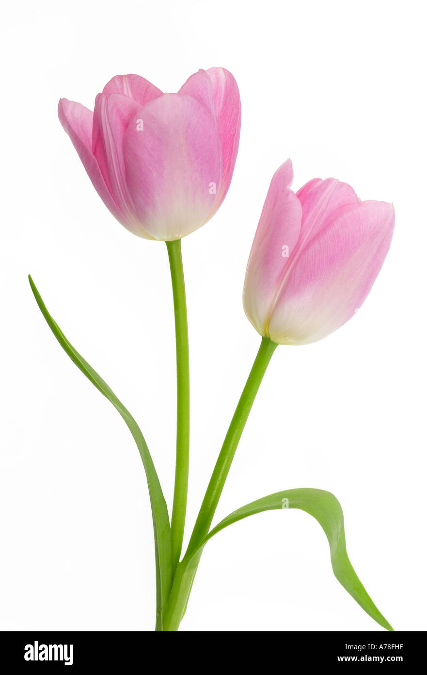 Pink Tulips Flowers