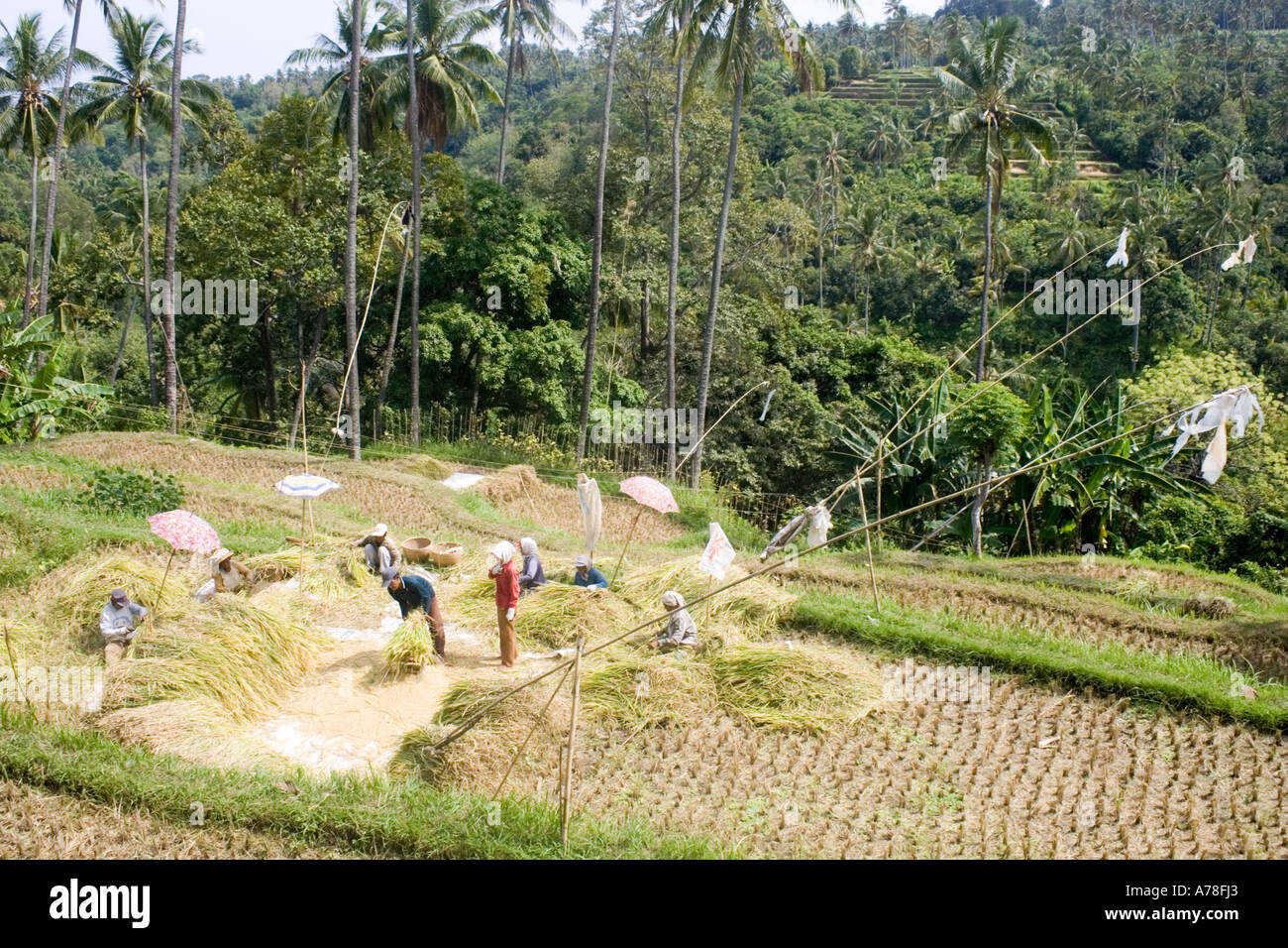 Balinese threshing rice Bali Indonesia Stock Photo - Alamy