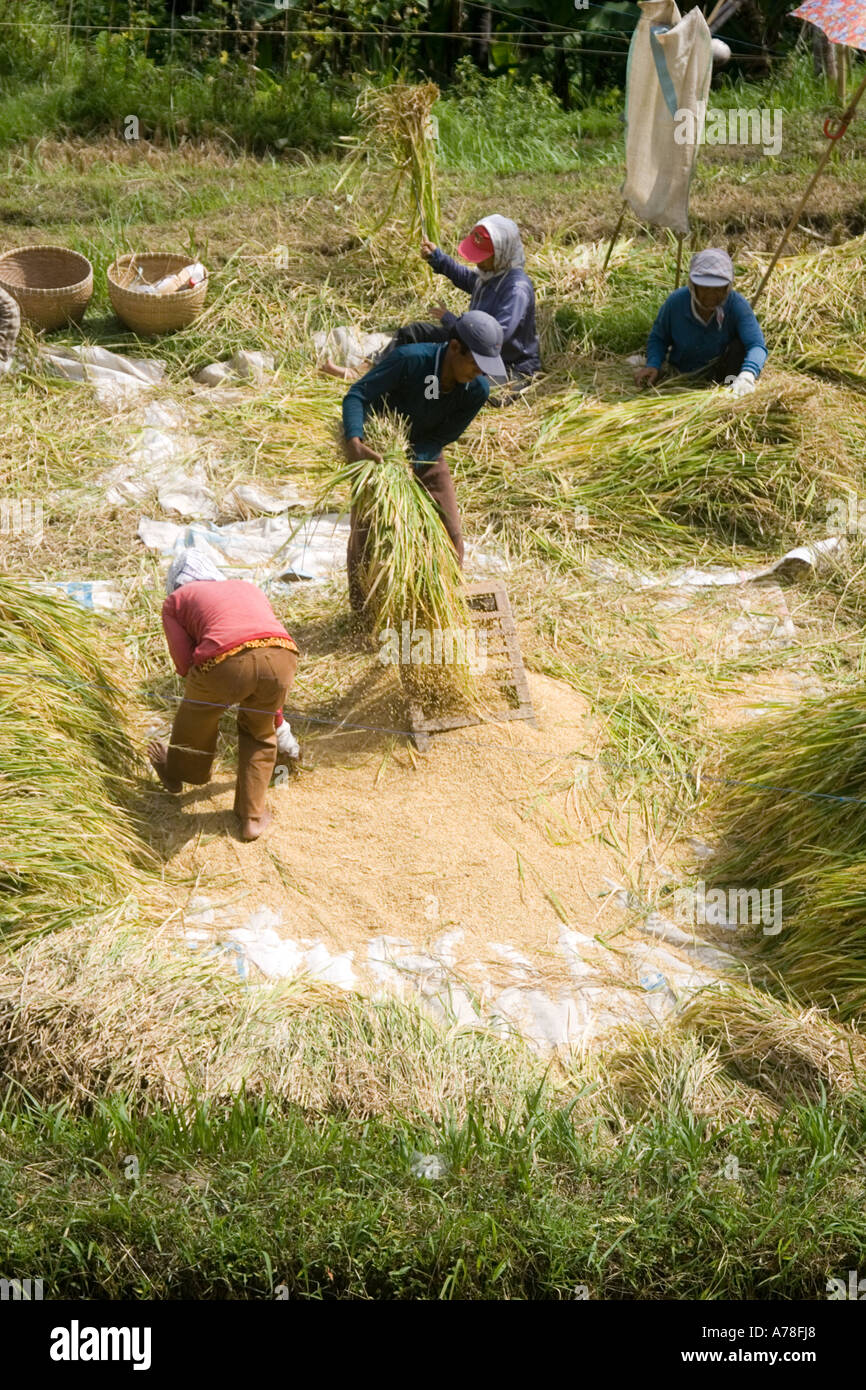 Balinese threshing rice Bali Indonesia Stock Photo - Alamy