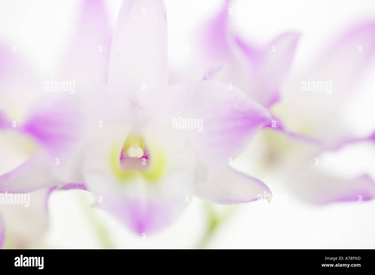 Pink dendrobium hi-res stock photography and images - Alamy