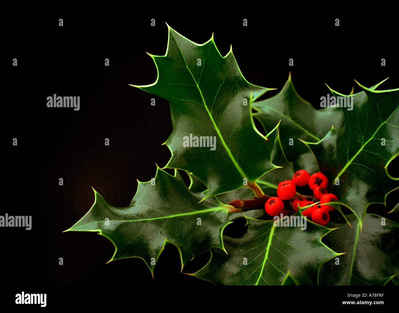 A sprig of Holly with red berries Stock Photo - Alamy