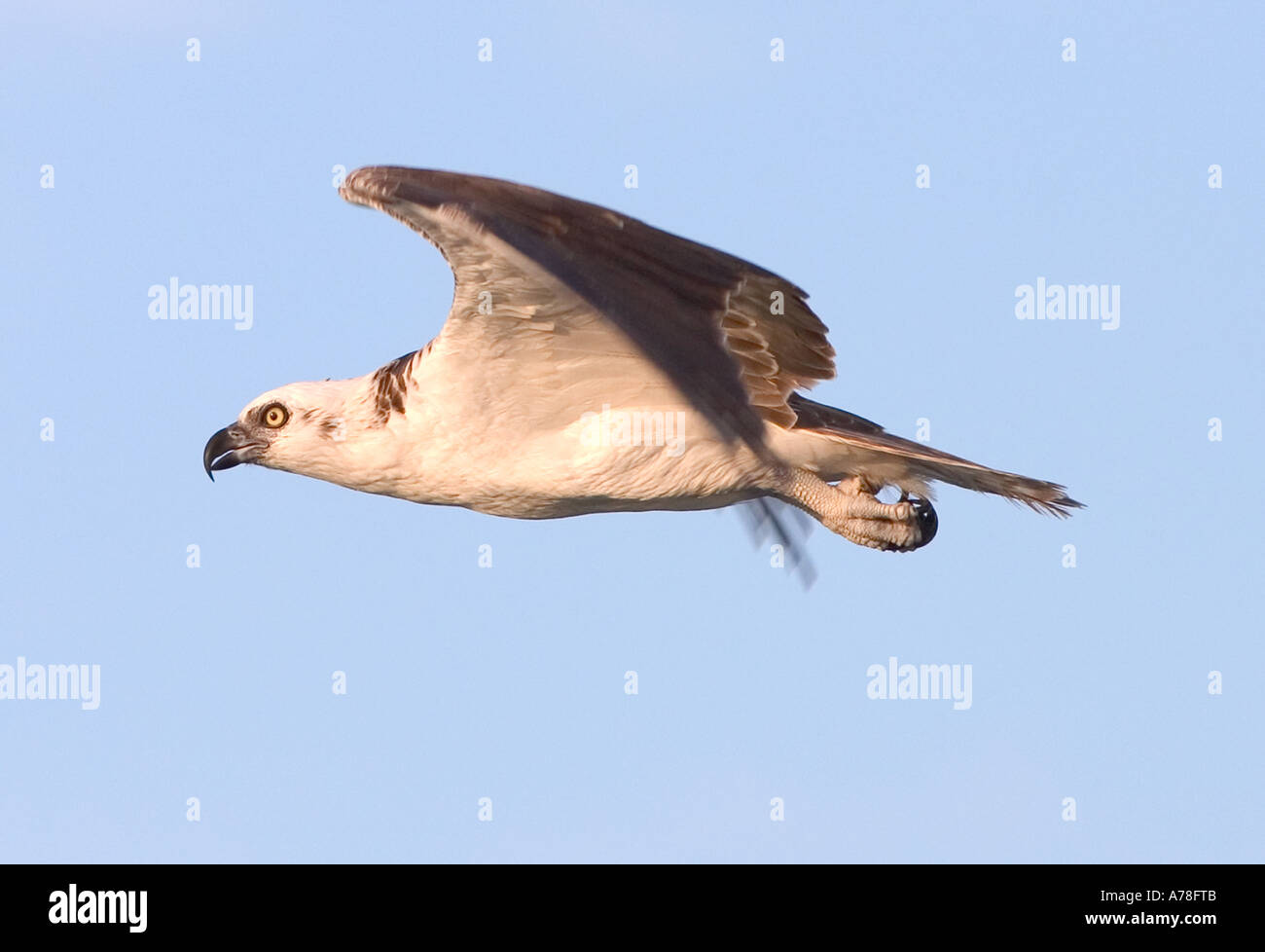 Osprey caribbean hi-res stock photography and images - Alamy