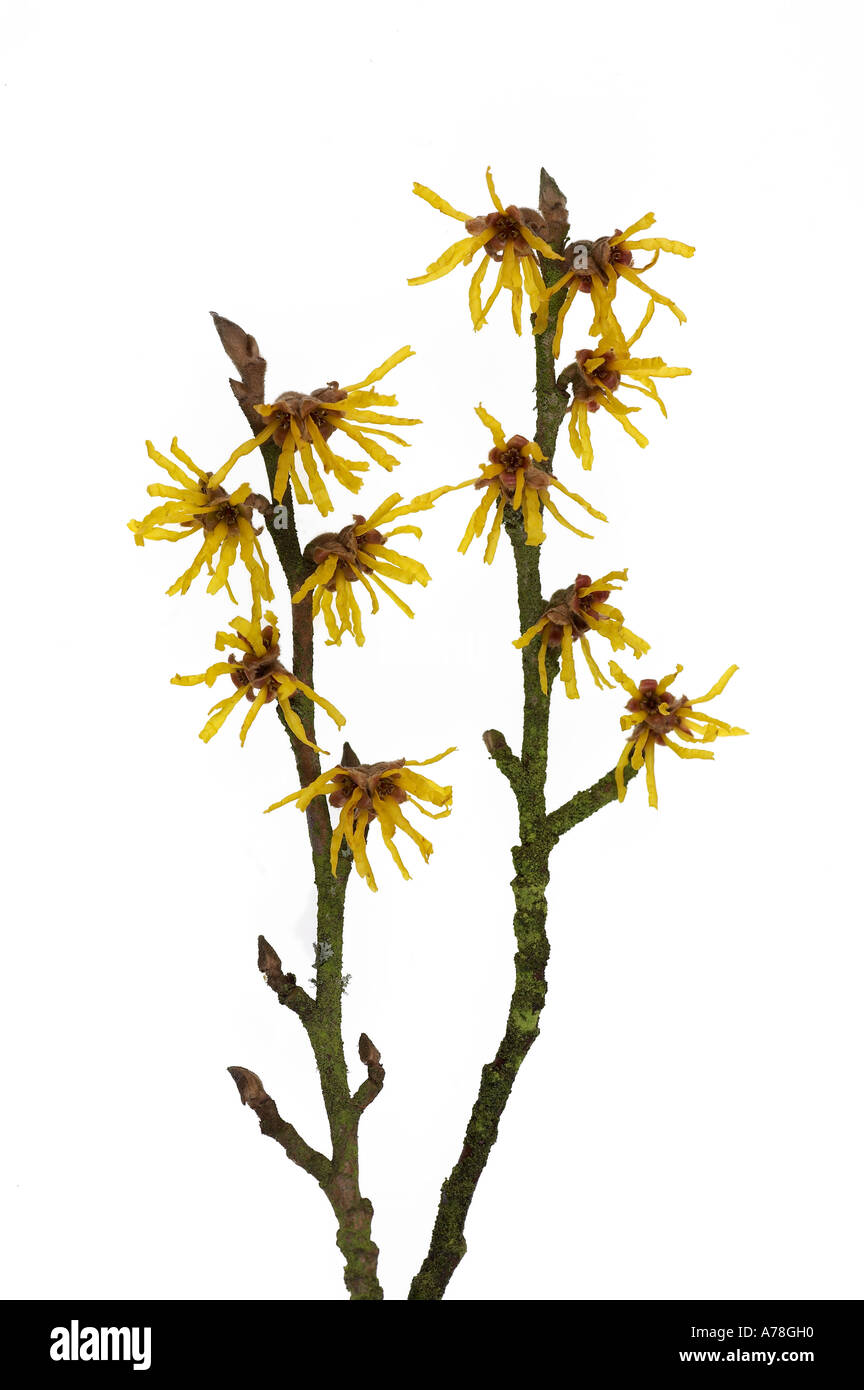 Hamamelis mollis Witch Hazel Flowers on White Background Stock Photo ...
