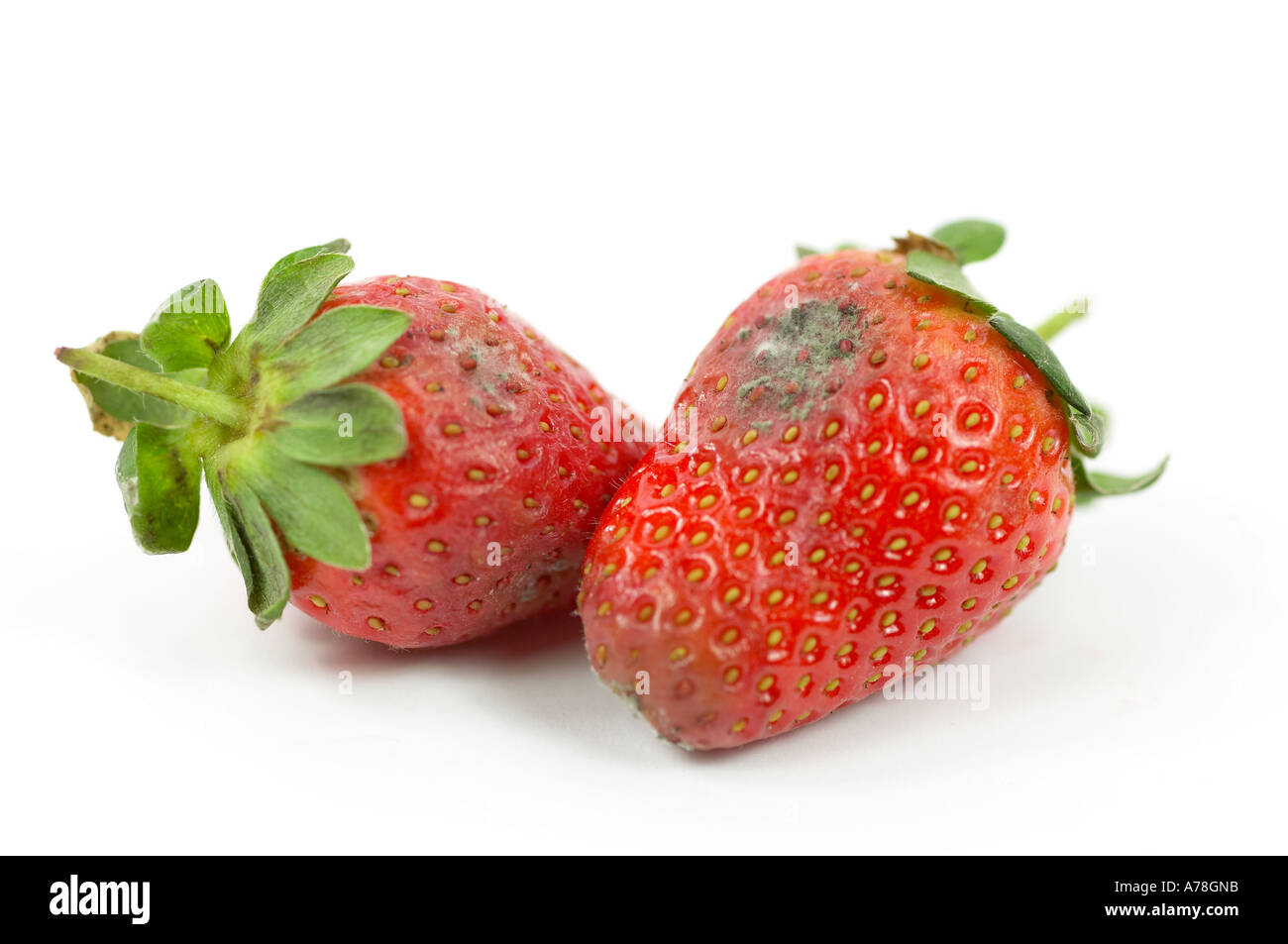 Rotten Strawberries Stock Photos & Rotten Strawberries Stock Images - Alamy