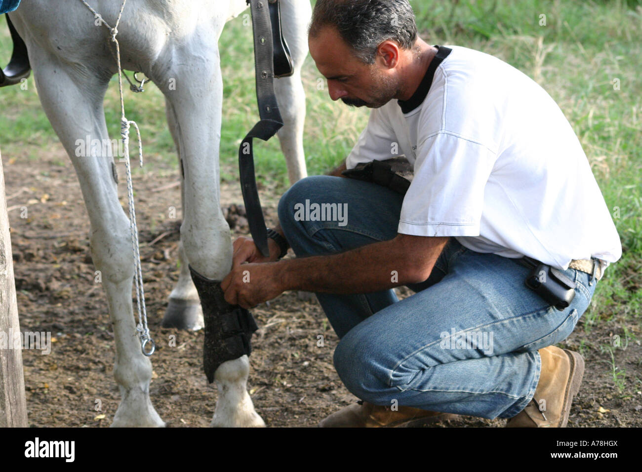 Vet checking horse leg Stock Photo - Alamy
